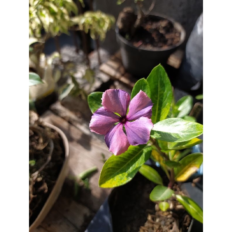 Jual BIBIT BUNGA VINCA / TAPAK DARA BERBAGAI JENIS | Shopee Indonesia