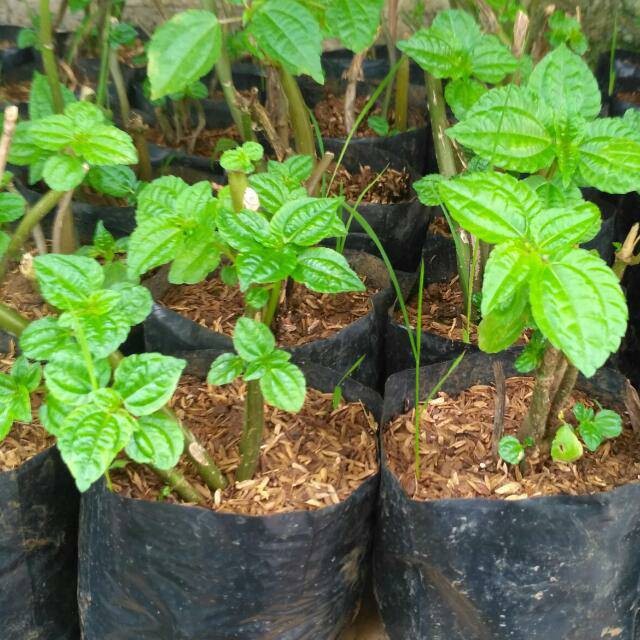 Jual Bibit stek pohpohan sudah berakar | Shopee Indonesia