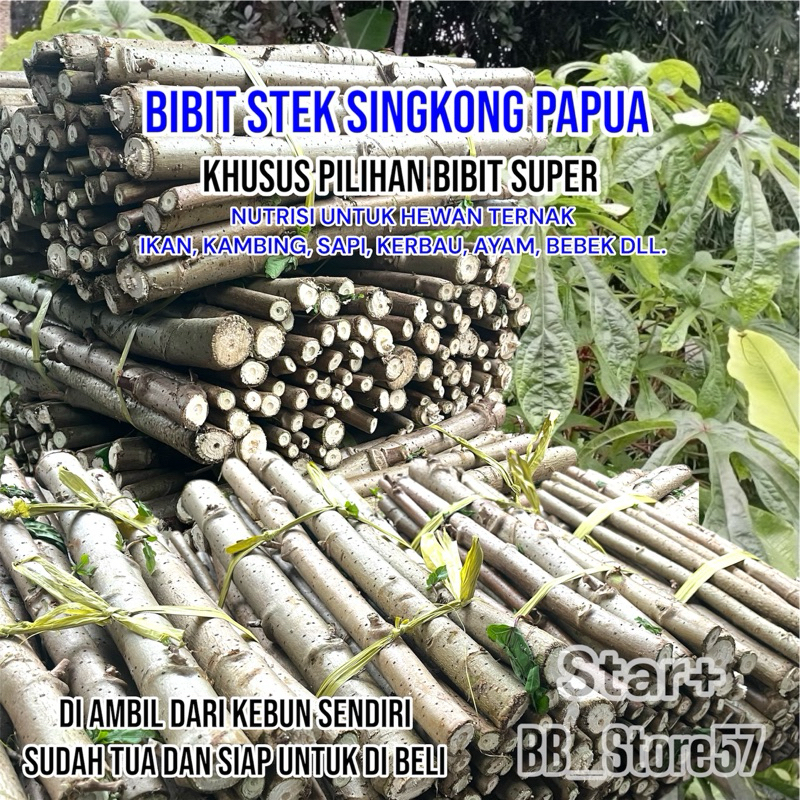 Jual Bibit singkong papua telo papua panjang 20-40 cm Kecil Super | Shopee Indonesia