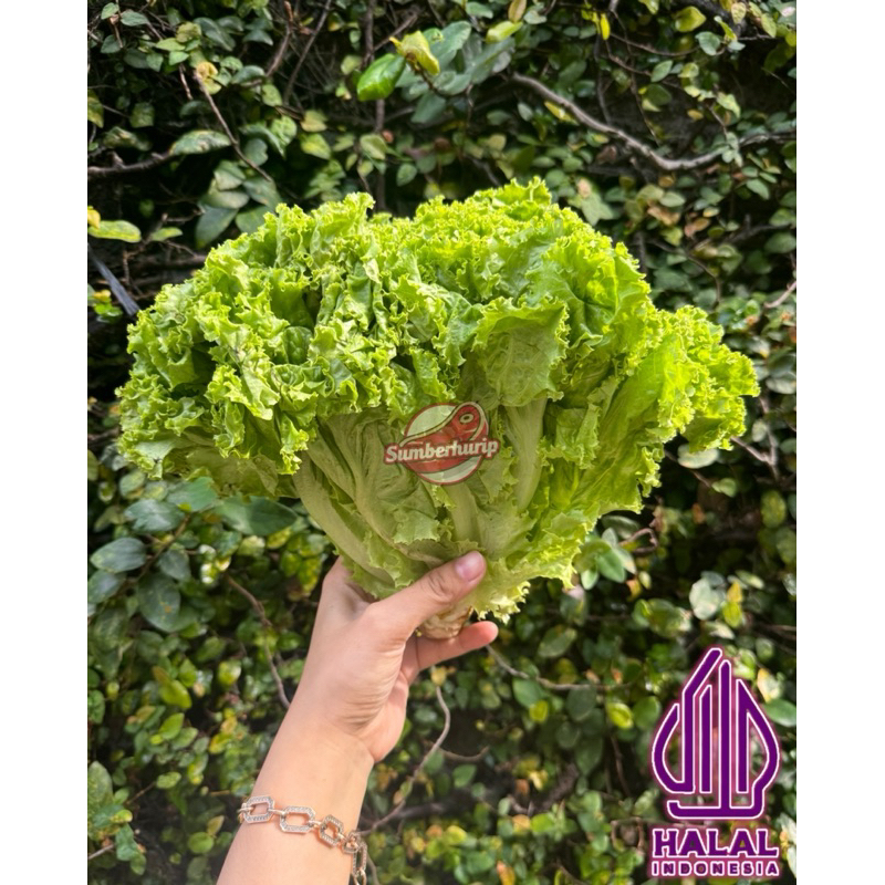 Jual SELADA BOKOR 500gr | SELADA KERITING TERMURAH | Shopee Indonesia