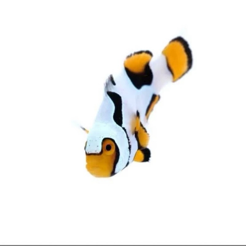 Jual Nemo Clownfish Picasso Helmet | Shopee Indonesia