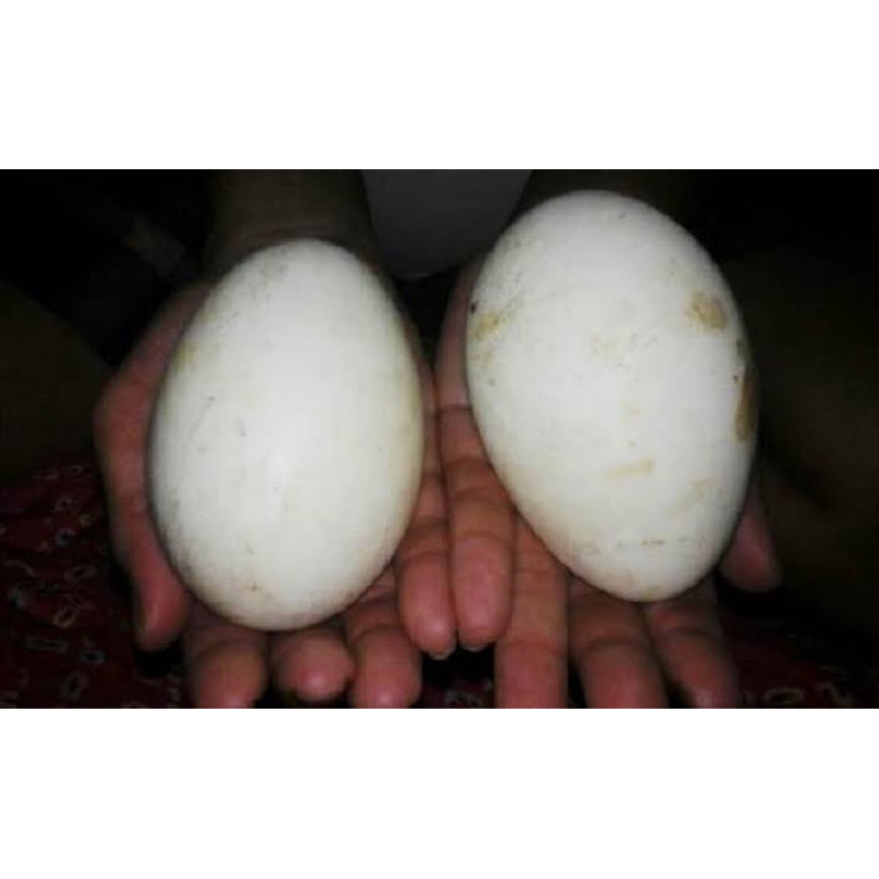 Jual TELUR ANGSA TEMBUHUK BUSUK GAGAL TETAS NON FERTIL SESUAI PESANAN ...