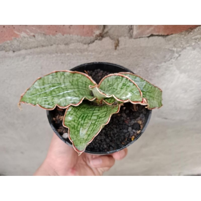 Jual sansivera silver blue daun tebal | Shopee Indonesia