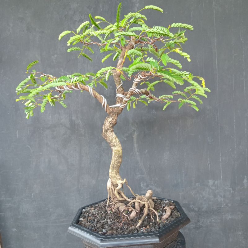 Jual Bonsai asem jawa ukuran medium | Shopee Indonesia