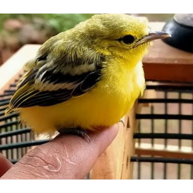 Jual anakan lolohan burung cipoh pilihan | Shopee Indonesia
