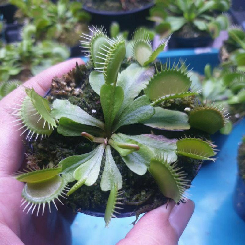 Jual tanaman hias karnivora venus flytrap big size indukan size 7-8cm | Shopee Indonesia