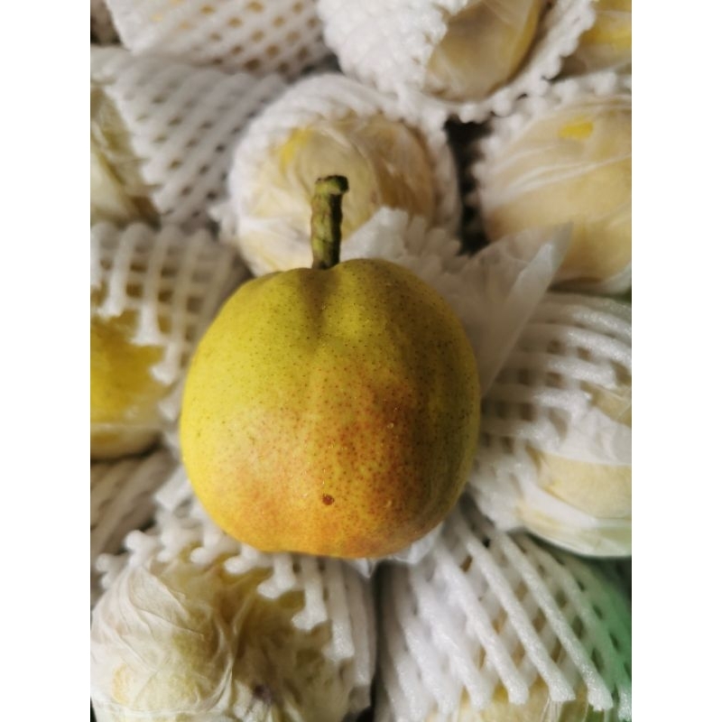 Jual Pir Xiangli 1kg | Shopee Indonesia