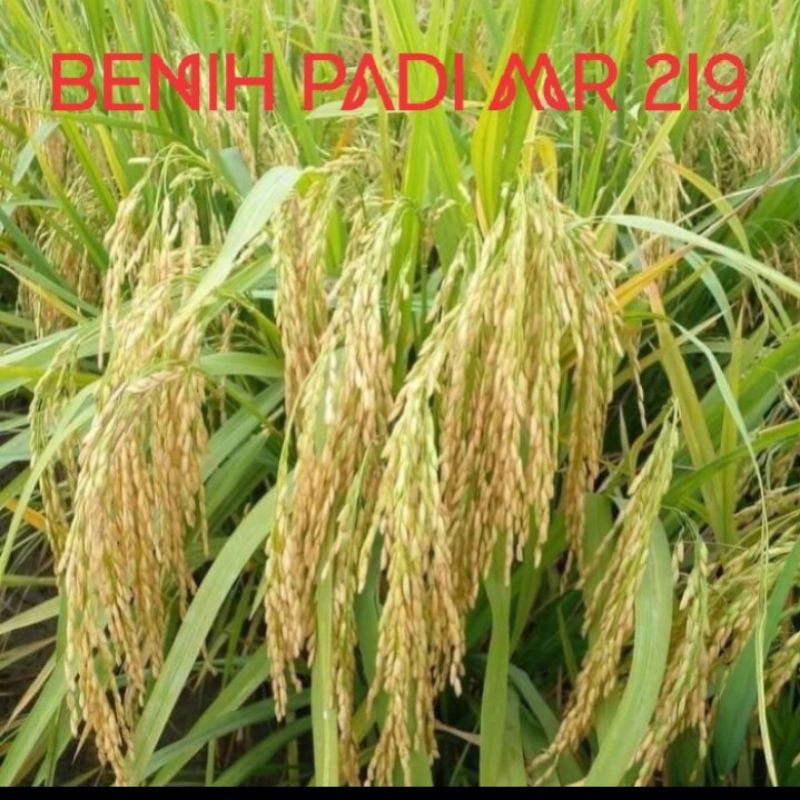 Jual BENIH PADI MR 219 KEMASAN 1KG | Shopee Indonesia
