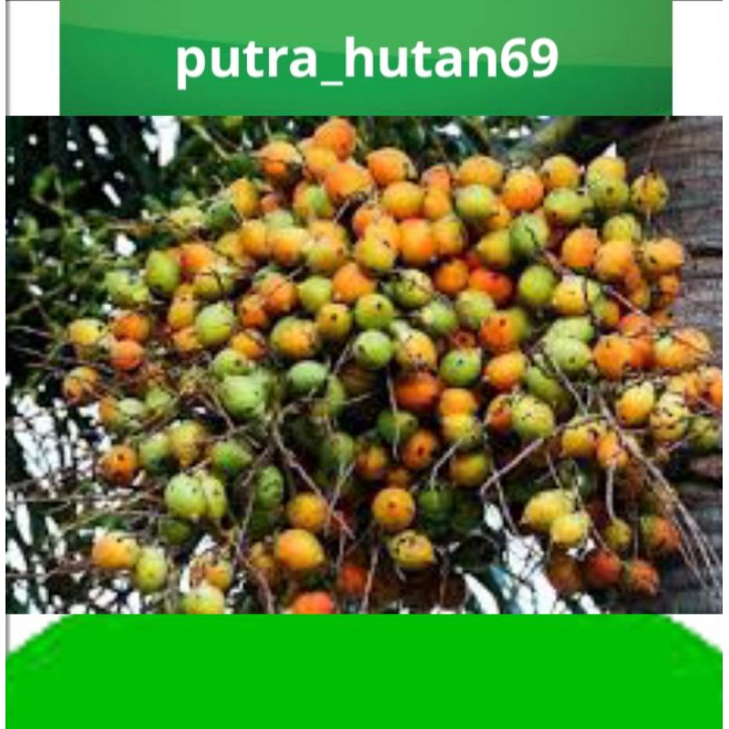 Jual BUAH PINANG TUA FRESH 1KG | Shopee Indonesia