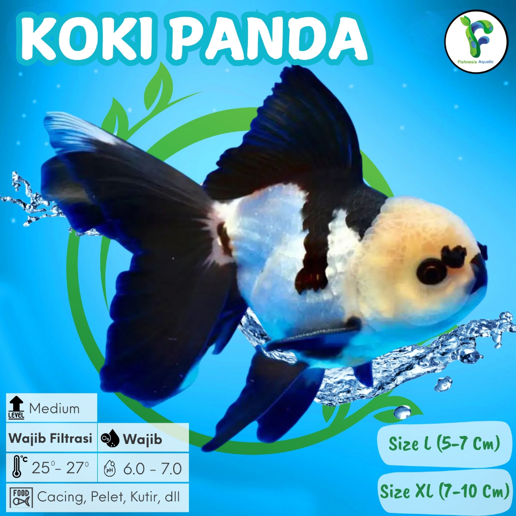 Jual Ikan Mas Koki Panda GRADE A Size XL 7-10 Cm Asli Blitar / Goldfish ...