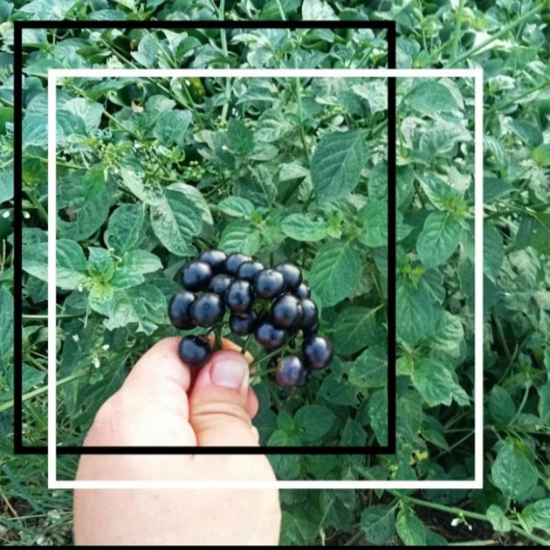 Jual Buah Rantai Lenca Yang Sudah Hitam Segar Fresh Leunca Lumai 10 ...