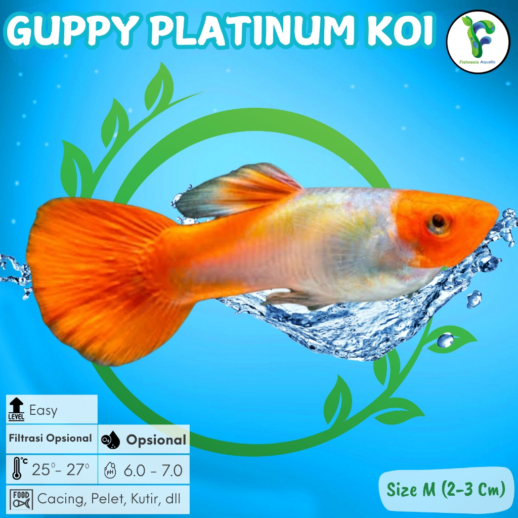 Jual Ikan Hias Guppy Platinum Koi / Gupi Platinum Koi - Ikan Hias Air Tawar - Ikan Hias ...