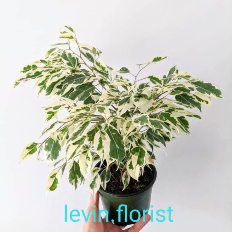 Jual Ficus benjamina variegata / beringin varigata / bibit tanaman hias ...