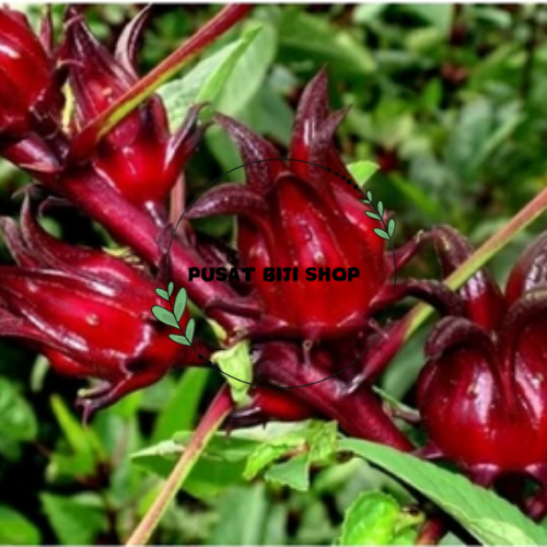 Jual Biji Buah Minuman Benih Rosella Bibit Rosela Siap Semai Tanam ...