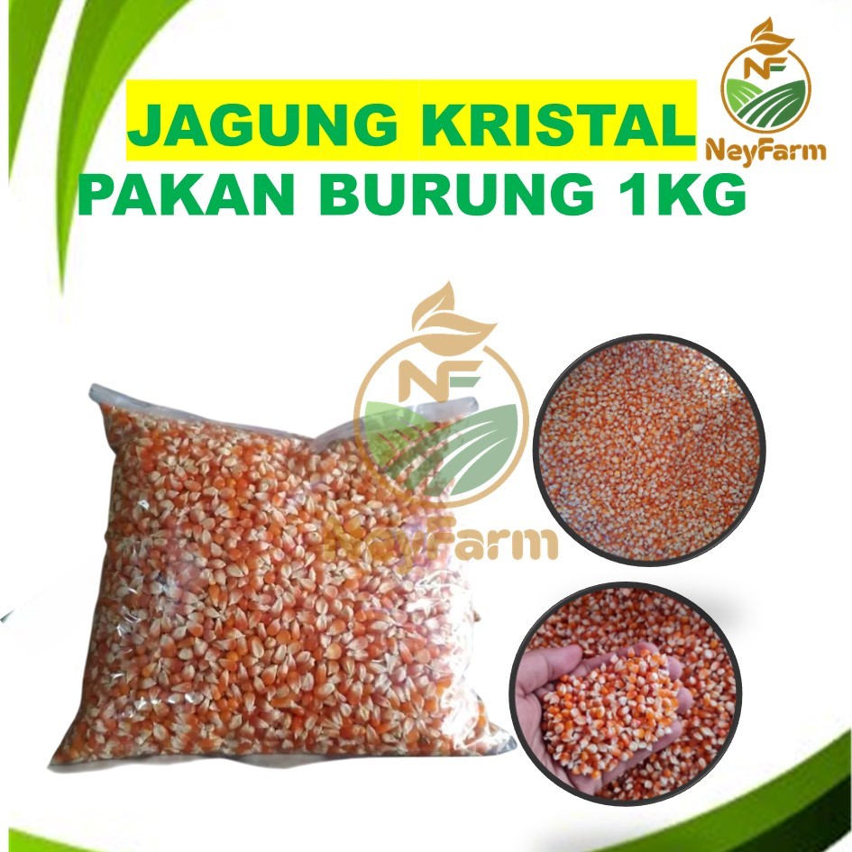 Jual Pakan Burung Merpati Jagung Kristal Pakan Burung Dara Kemasan ...