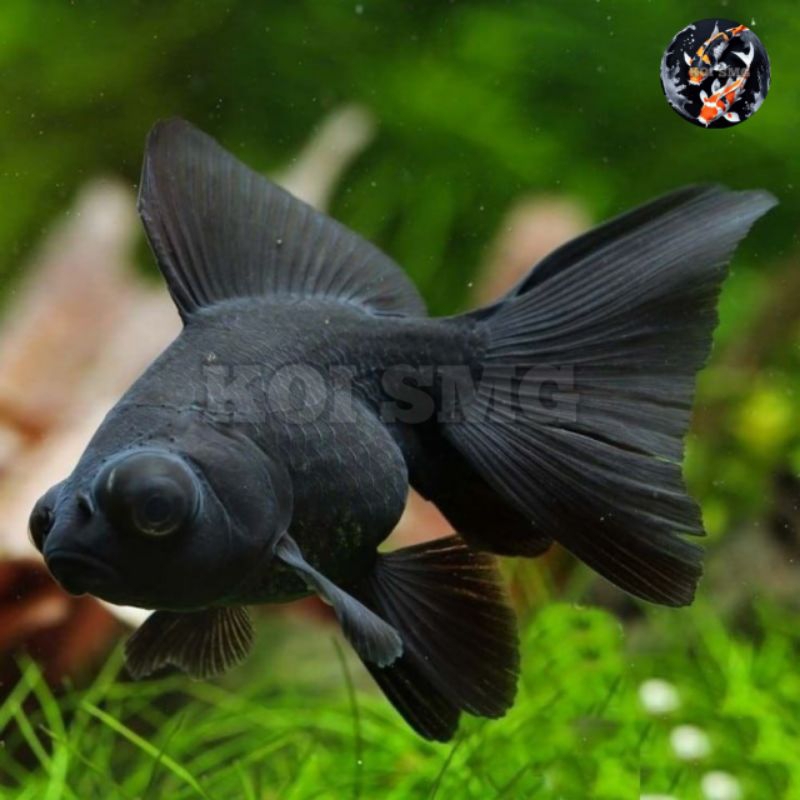 Jual Ikan Mas koki Black Moor JUMBO UK 4 jari | Shopee Indonesia
