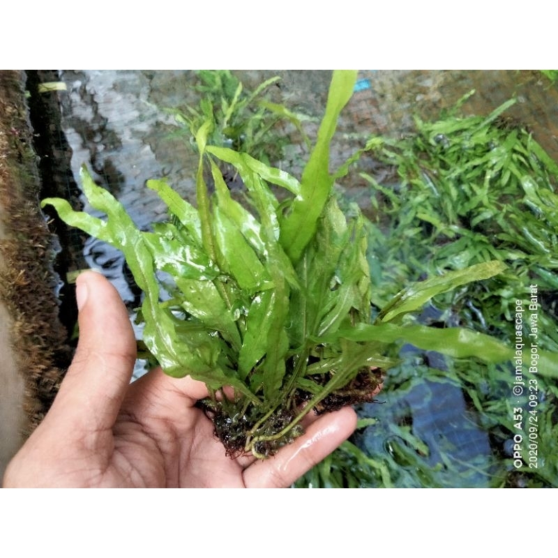 Jual Java Fern Mini Tanaman aquascape Low Co2 porsi 10 Daun | Shopee ...