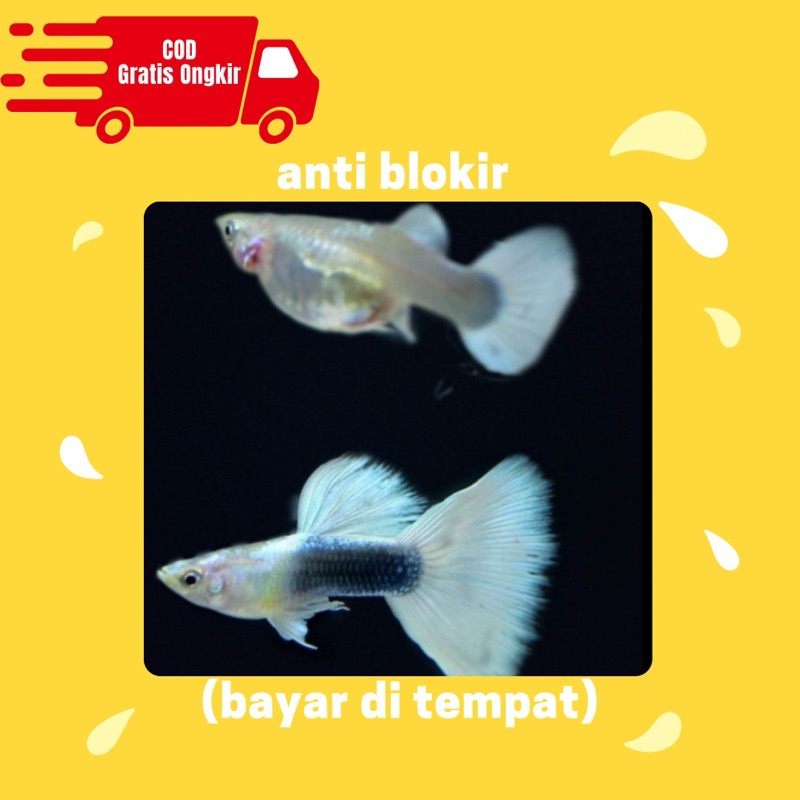 Jual pembersih kaca guppy hb white half black white sepair | Shopee Indonesia