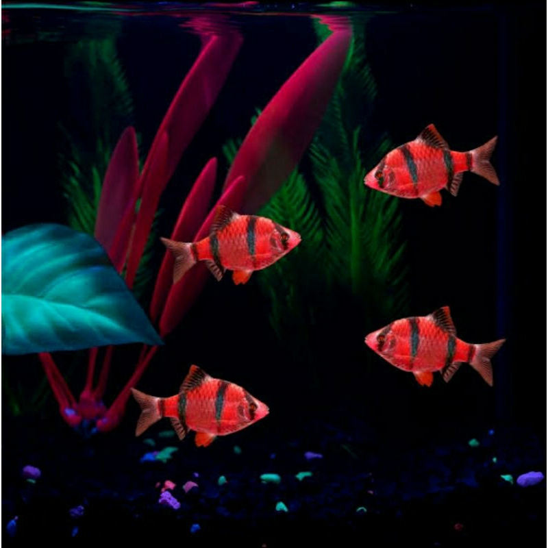 Jual Sumatra Red Barb Perlengkapan Akuarium - 2ekrr | Shopee Indonesia