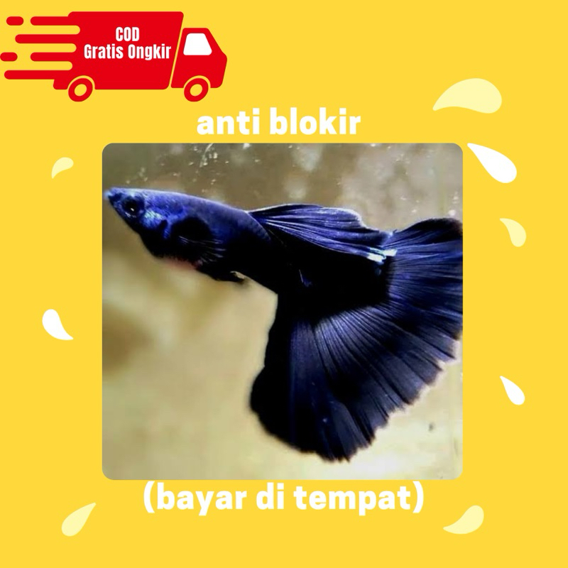 Jual pembersih kaca jantan black moscow | Shopee Indonesia