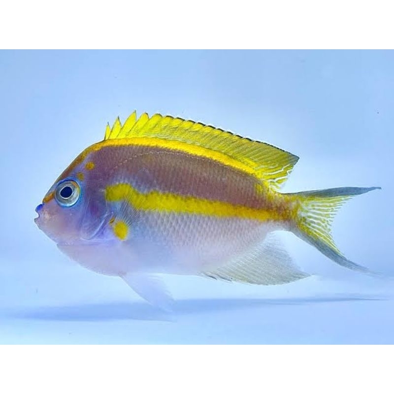 Jual Ikan Hias Laut Angel Bellus Male | Shopee Indonesia