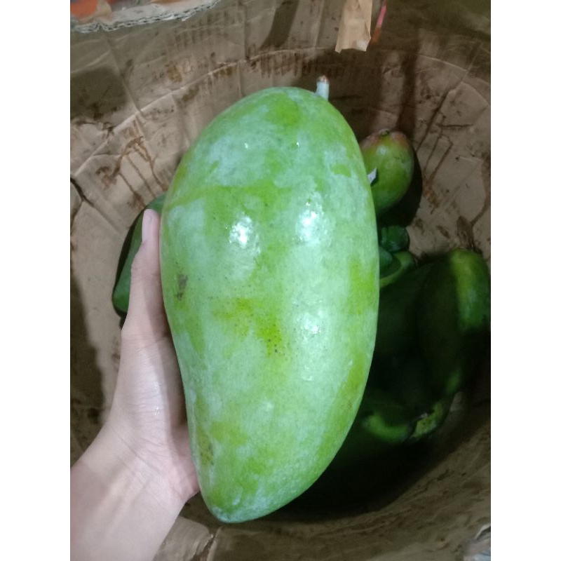 Jual MANGGA KIOJAY JUMBO 1buah 1kg | Shopee Indonesia