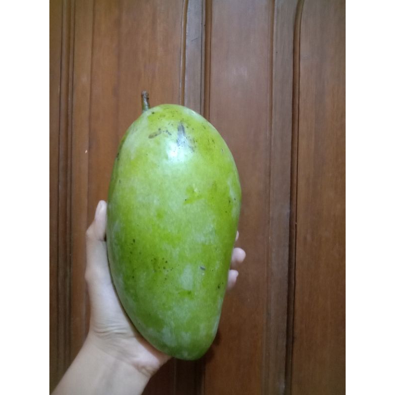 Jual MANGGA KIOJAY JUMBO 1buah 1kg | Shopee Indonesia