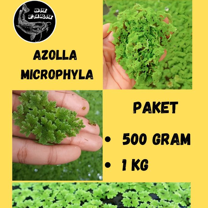 Jual Bibit azolla super azola 1Kg pakan ikan, unggas dan Ternak ...