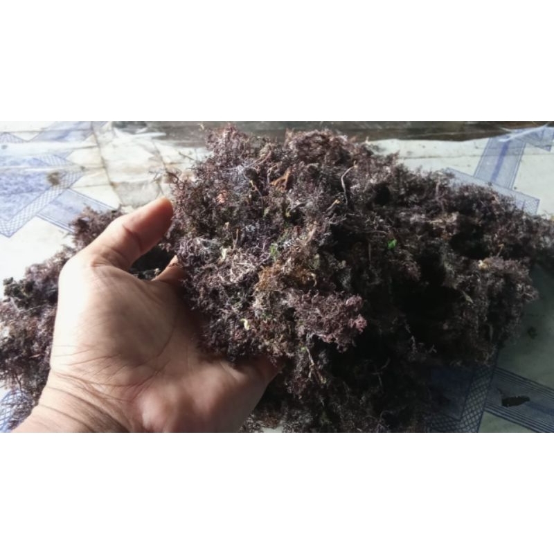 Jual Rumput Laut kades/ Rumput Laut gelideum,mentah/ kering bahan Agar ...