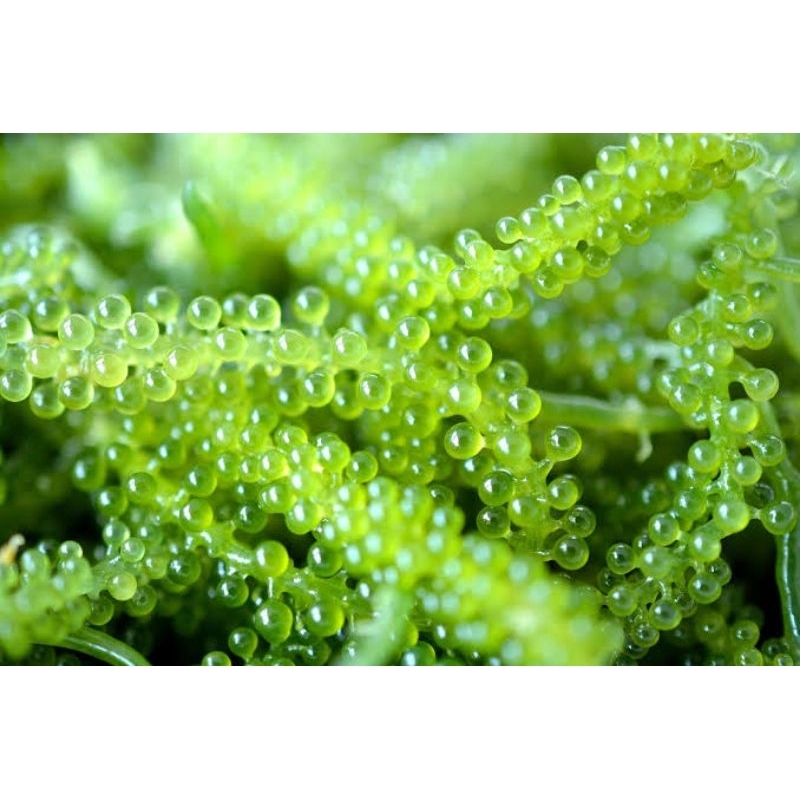 Jual macro alga macro algae angguran caulerpa. dapat menurunkan nitrat ...