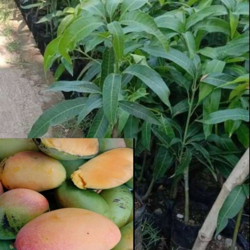 Jual Bibit sedling Mangga PODANG GUNUNG | Shopee Indonesia