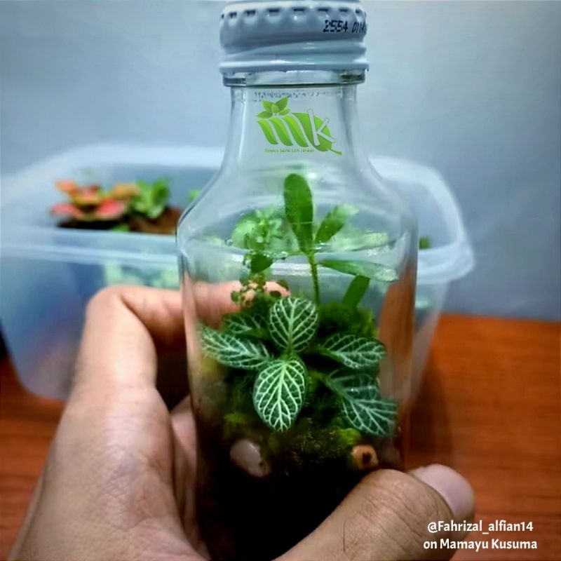 Jual Fitonia Fittonia Tanaman Paludarium Terarium dan Vivarium | Shopee ...