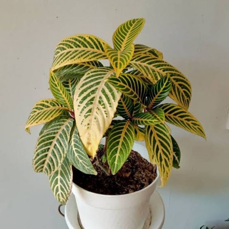 Jual Tanaman Hias Aphelandra Kuning - Bibit Tanaman - Aphelandra ...