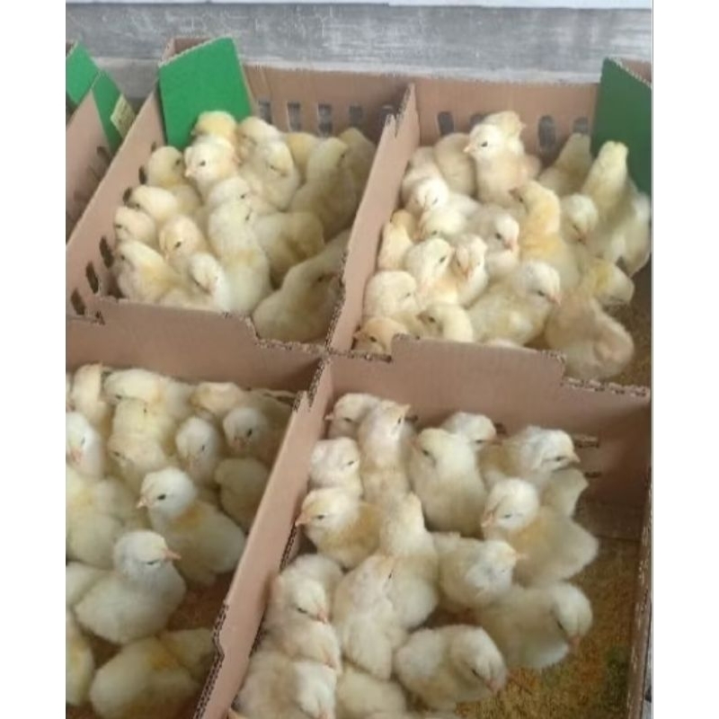 Jual doc ayam pejantan layer 1 box isi 100 (baca deskripsi) | Shopee ...