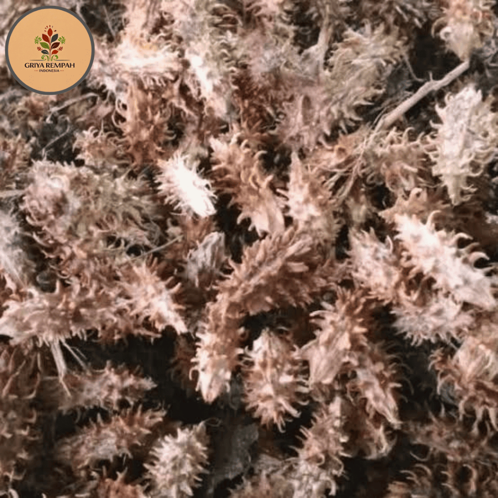 Jual ANYANG ANYANG KERING 250 GRAM Premium – Kayu Ayang ayangan Buah ...