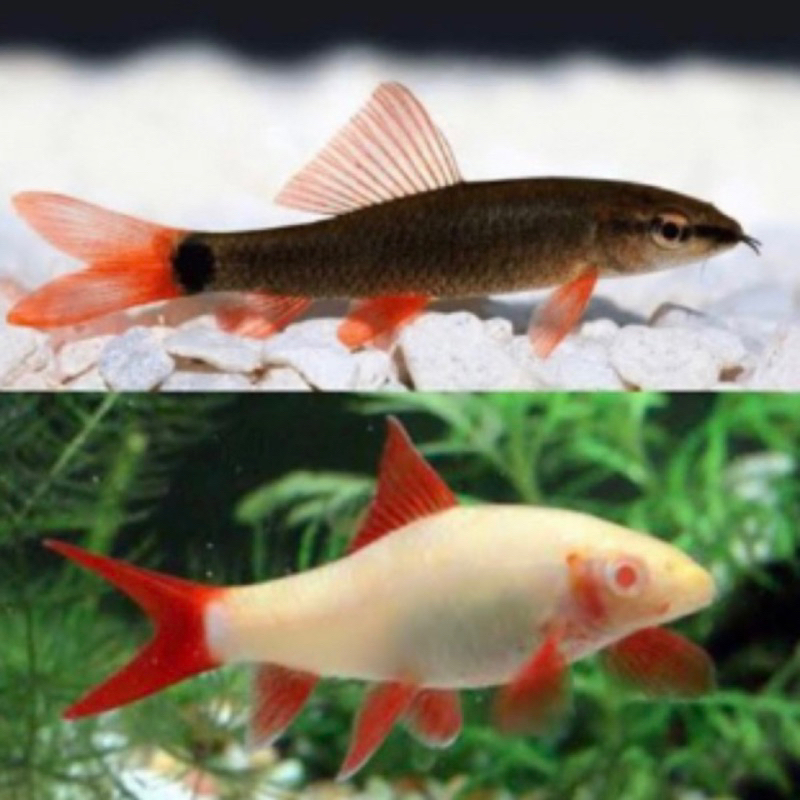 Jual REDFIN IKAN HIAS REDFIN ALBINO REDFIN HITAM REDFIN BLACK / IKAN ...