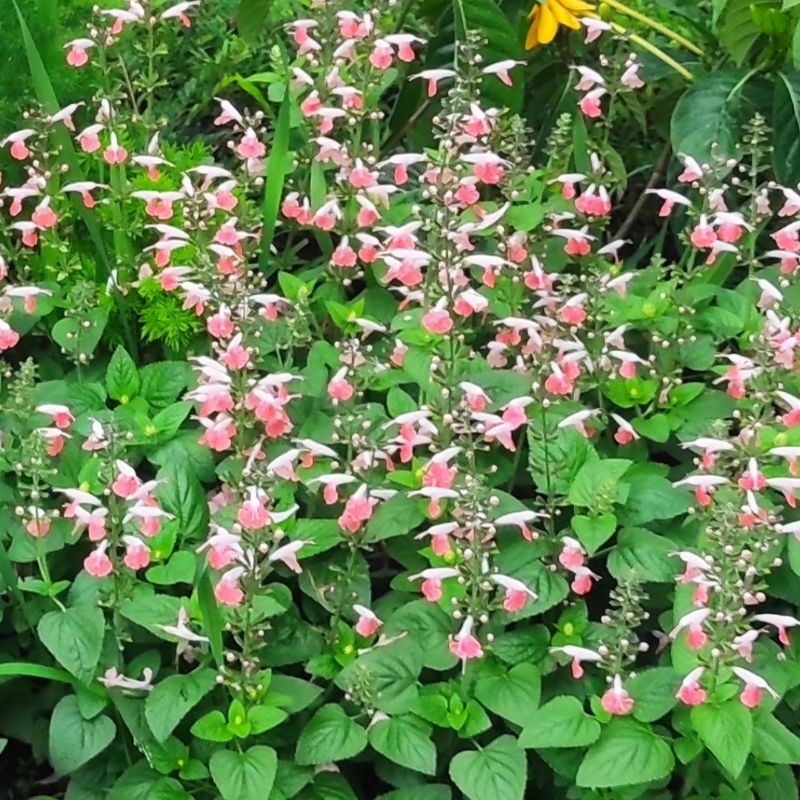 Jual Salvia coccinea cherry blossom / bibit tanaman hias bunga | Shopee ...