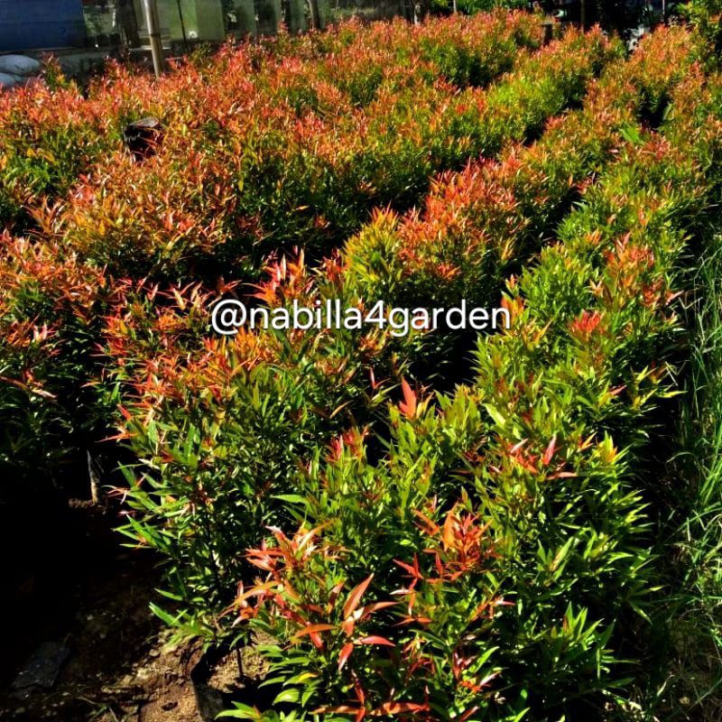 Jual pucuk Merah tinggi 80/90cm 10pohon 140k | Shopee Indonesia
