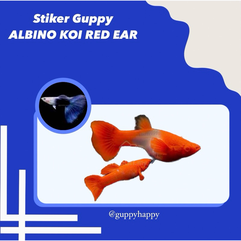Jual STIKER GUPPY ALBINO KOI RED EAR | Shopee Indonesia