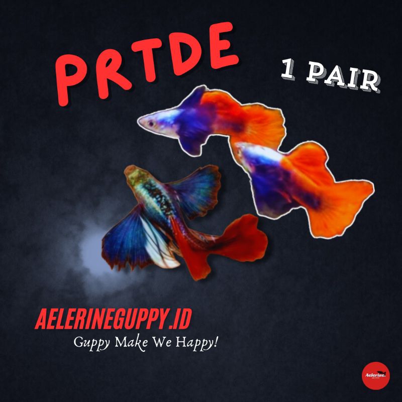 Jual HIASAN GUPPY PRTDE | Shopee Indonesia