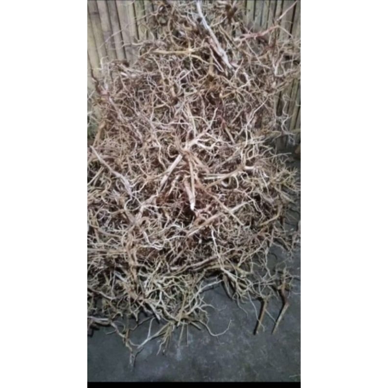 Jual paket 10 batang akar Rasamala ss aquarium | Shopee Indonesia