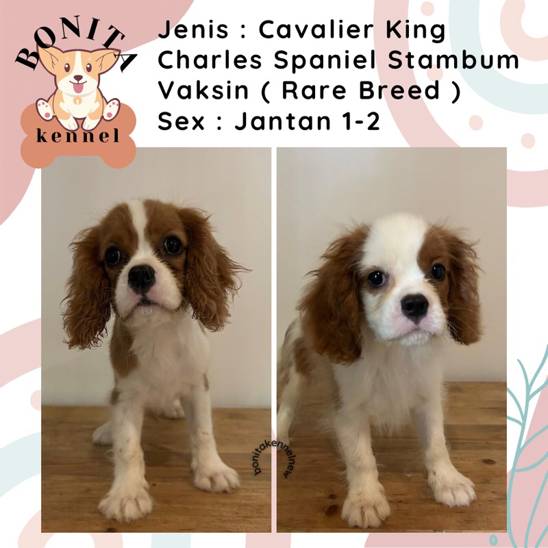 Jual Cavalier King Charles Spaniel Stambum Anak Anjing Cavalier Spaniel ...