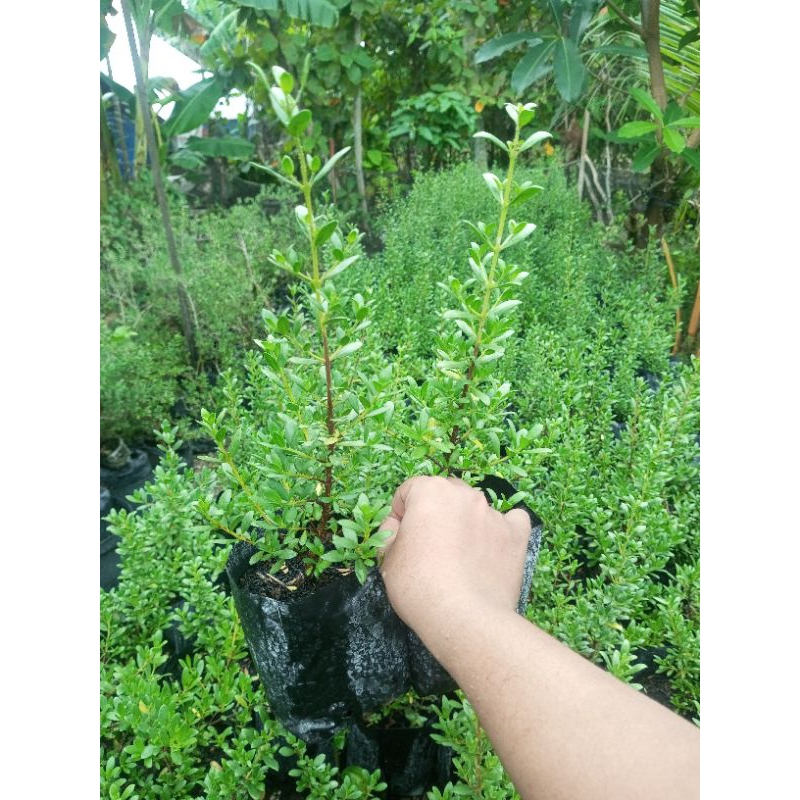 Jual Bibit santigi/bahan bonsai santigi/santigi hasil semai biji ... Jual Bibit santigi/bahan bonsai santigi/santigi hasil semai biji ...