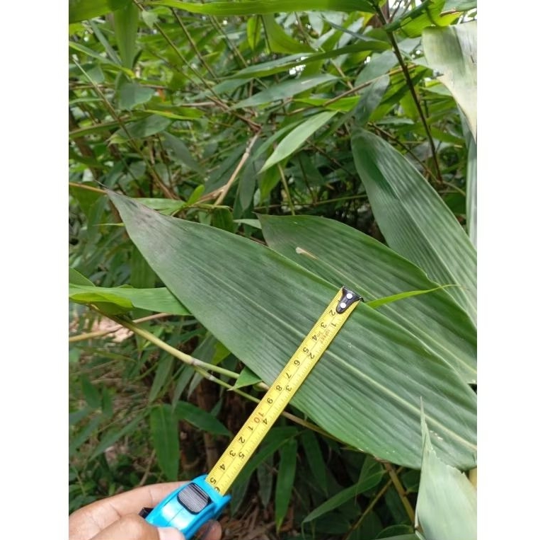 Jual Daun bambu daun bacang bakcang bungkus ukuran 7cm-10cm per lembar ...