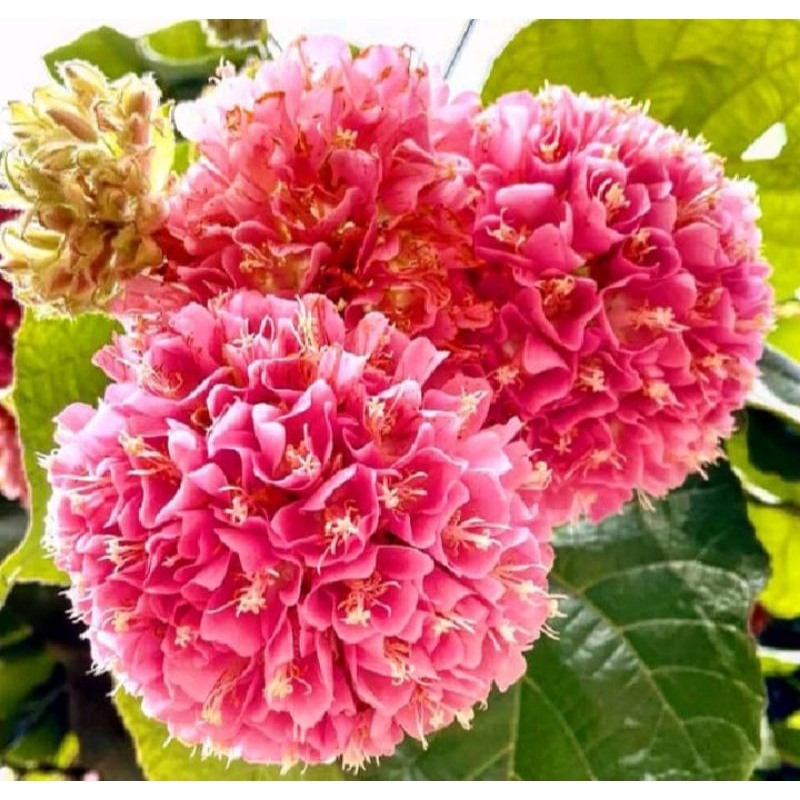 Jual Tanaman Bunga Doombeya pink/vegetasi lebah/dombeya pakan lanceng ...