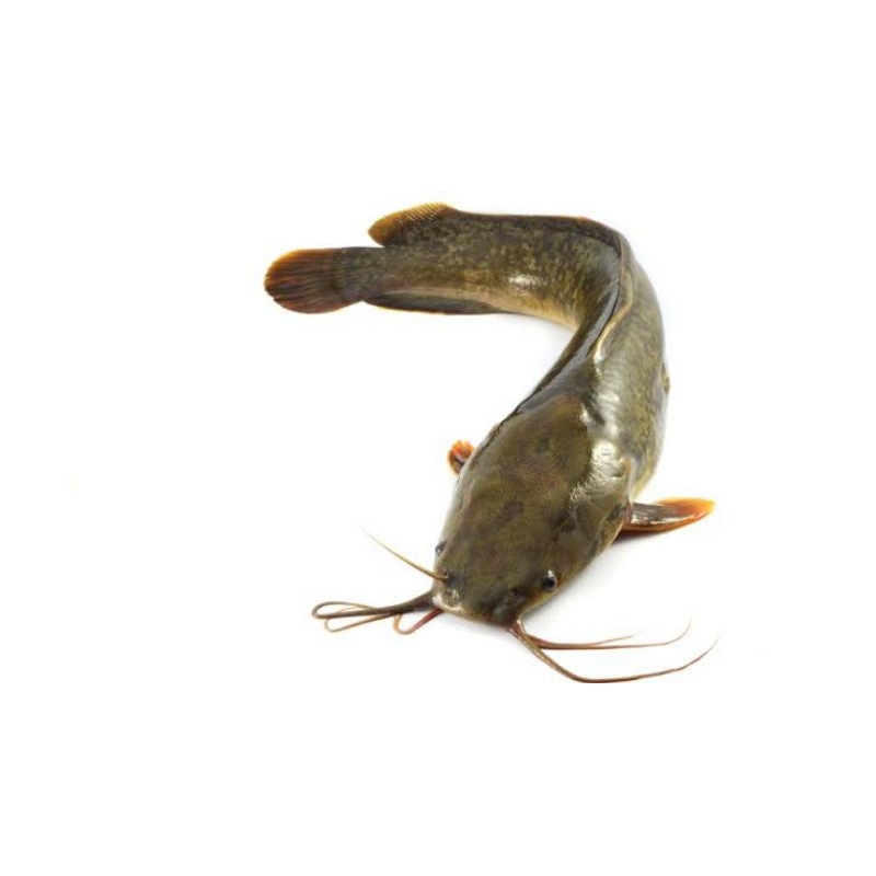 Jual Ikan Lele Segar / Berat 1 kg / 500 gram | Shopee Indonesia