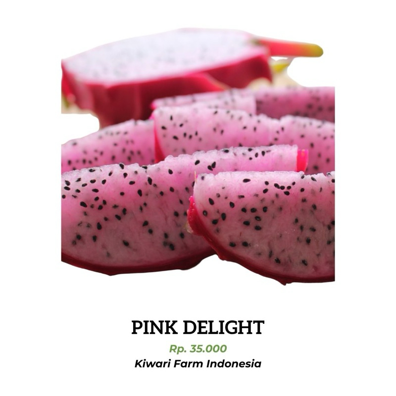 Jual [PAKET MURAH ] BIBIT BUAT NAGA PINK DELIGHT - KIWARI FARMK ...