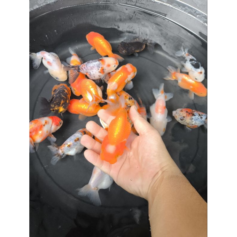 Jual Ikan Mas Koki Ranchu Lionchu Size 10-11 cm | Shopee Indonesia