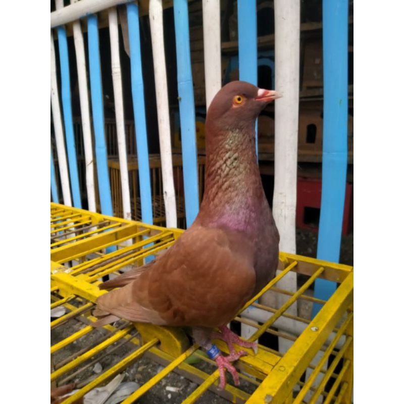 Jual burung merpati coklat betina | Shopee Indonesia