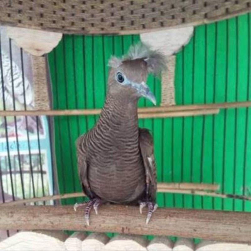 Jual PERKUTUT CEMANI SONGGO RATU VOLUME KERAS RAJIN BUNYI | Shopee ...